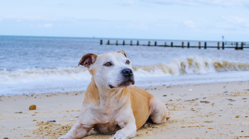 Pet-Friendly Places Around Surfside Beach | Century 21 Thomas